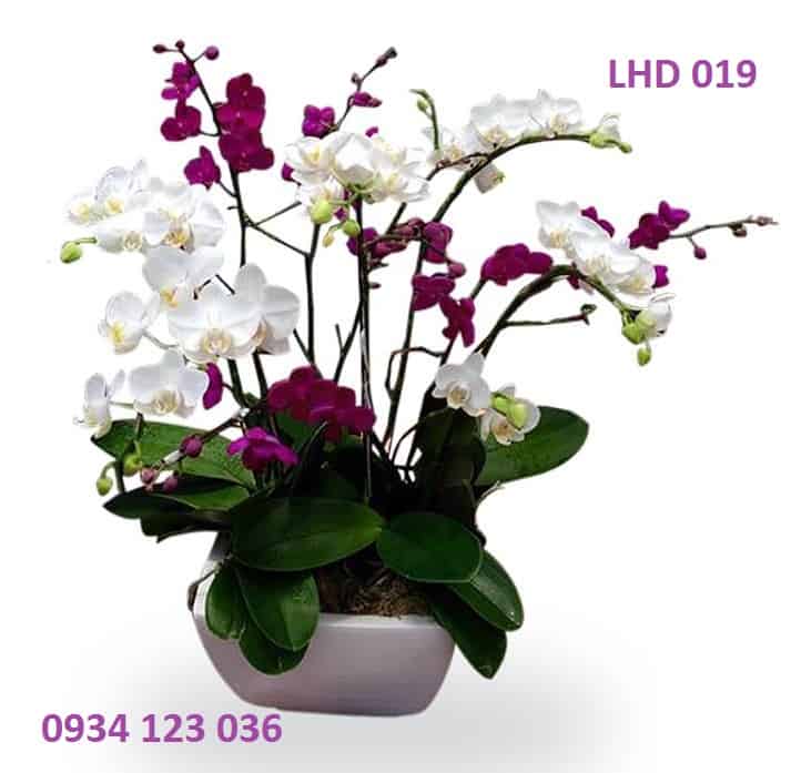 hoa-lan-ho-diep-mix-tim - Hoa tươi Nguyệt Hỷ