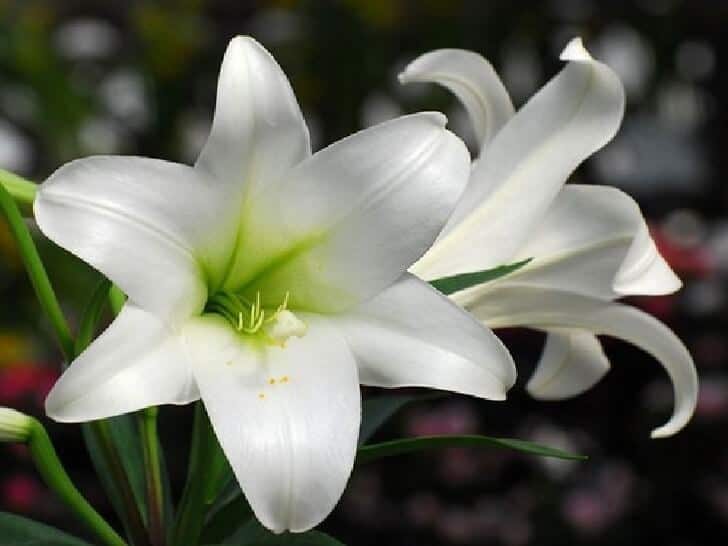 10 Ý nghĩa Hoa Ly là gì ? | 20 Bức ảnh đẹp nhất của Hoa lily