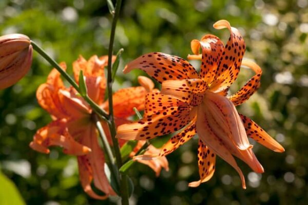 10 Ý nghĩa Hoa Ly là gì ? | 20 Bức ảnh đẹp nhất của Hoa lily