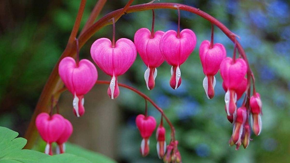 Ý nghĩa Hoa tigon - Sắc hồng thắm vì đâu lại là sự đổ vỡ trong tình yêu