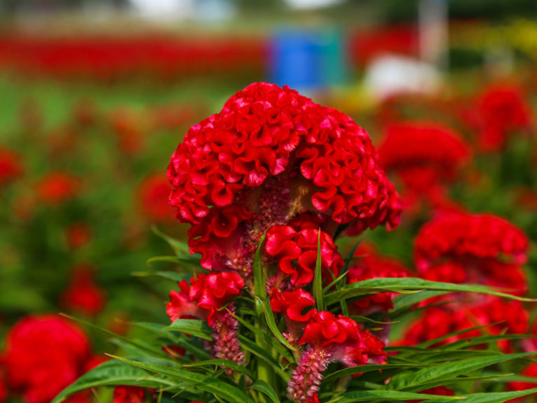 10 Ý nghĩa Hoa Ly là gì ? | 20 Bức ảnh đẹp nhất của Hoa lily