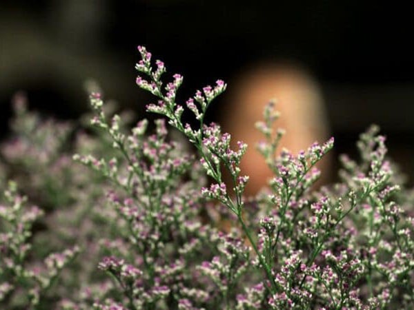 10 Ý nghĩa Hoa Ly là gì ? | 20 Bức ảnh đẹp nhất của Hoa lily