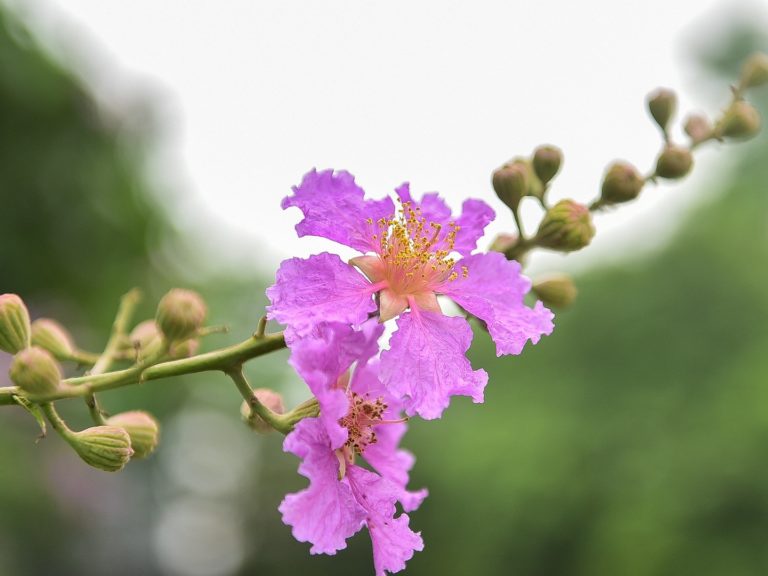 10 Ý nghĩa Hoa Ly là gì ? | 20 Bức ảnh đẹp nhất của Hoa lily