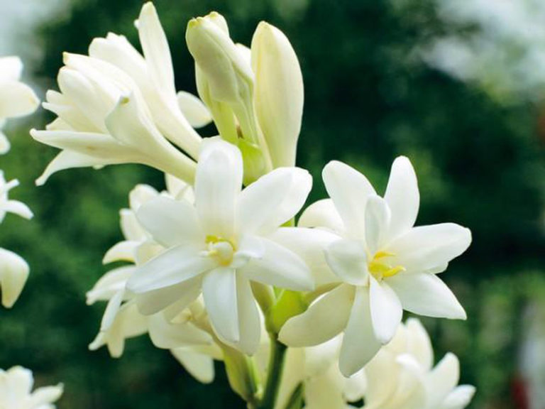 10 Ý nghĩa Hoa Ly là gì ? | 20 Bức ảnh đẹp nhất của Hoa lily