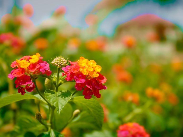 10 Ý nghĩa Hoa Ly là gì ? | 20 Bức ảnh đẹp nhất của Hoa lily