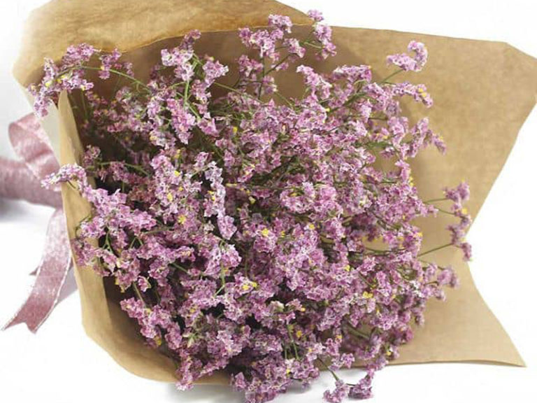 Hoa sao tím - những bông hoa li ti lấp lánh tựa ánh sao