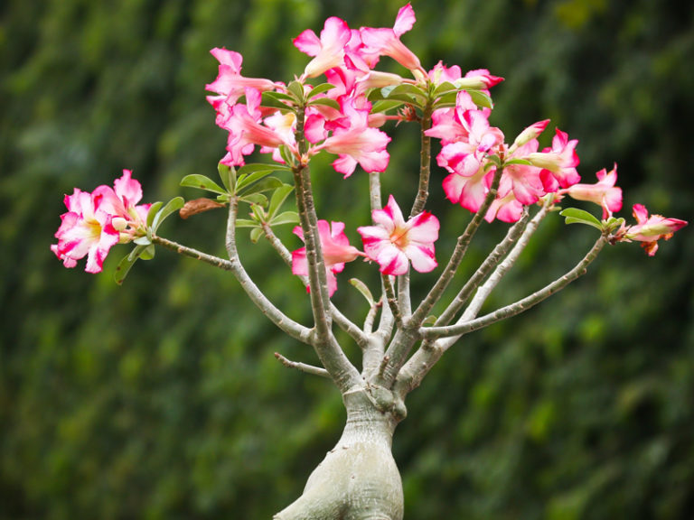 10 Ý nghĩa Hoa Ly là gì ? | 20 Bức ảnh đẹp nhất của Hoa lily